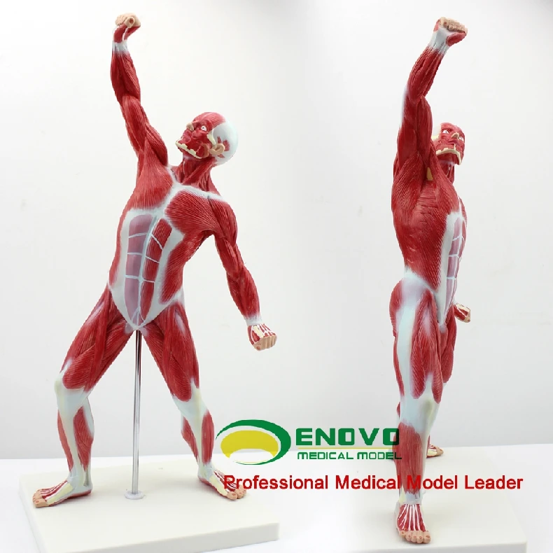 Enovo/ Muscle,55cm,Full Body,Red,Plastic Human Body Muscle Teaching ...
