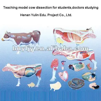 850*250*540mm Medical Model Cow Dissection For Students,Doctors ...