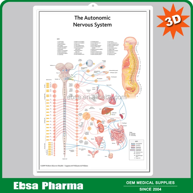 Autonomic Nervous System Chart Poster