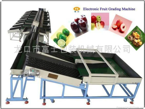 24 Compartments Electronic Fruit Vegetable Sorting Machine