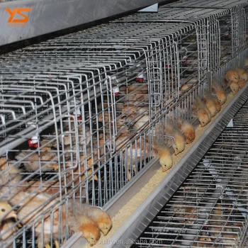 High Quality And Inexpensive Baby Chick Cage For Chicken In Us Farm ...