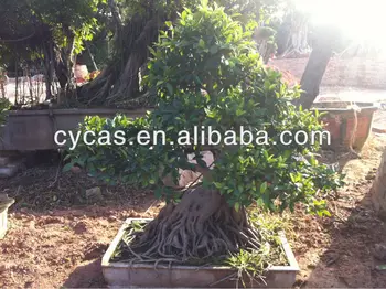 Ficus Nitida Bonsai - Buy Ficus Bonsai,Medium Ficus Bonsai,Ficus ...