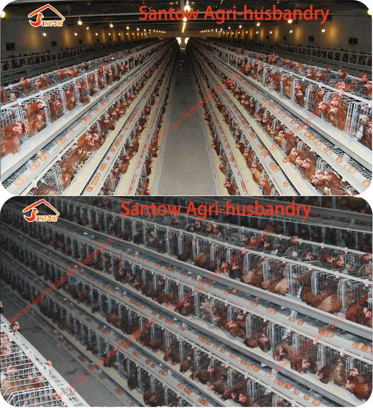 Design 5000 10000 20000 Birds Automatic Poultry House Equipment Chicken ...