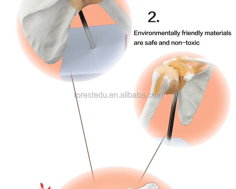 Demonstration Joint Model Series - Clinical Human Anatomy