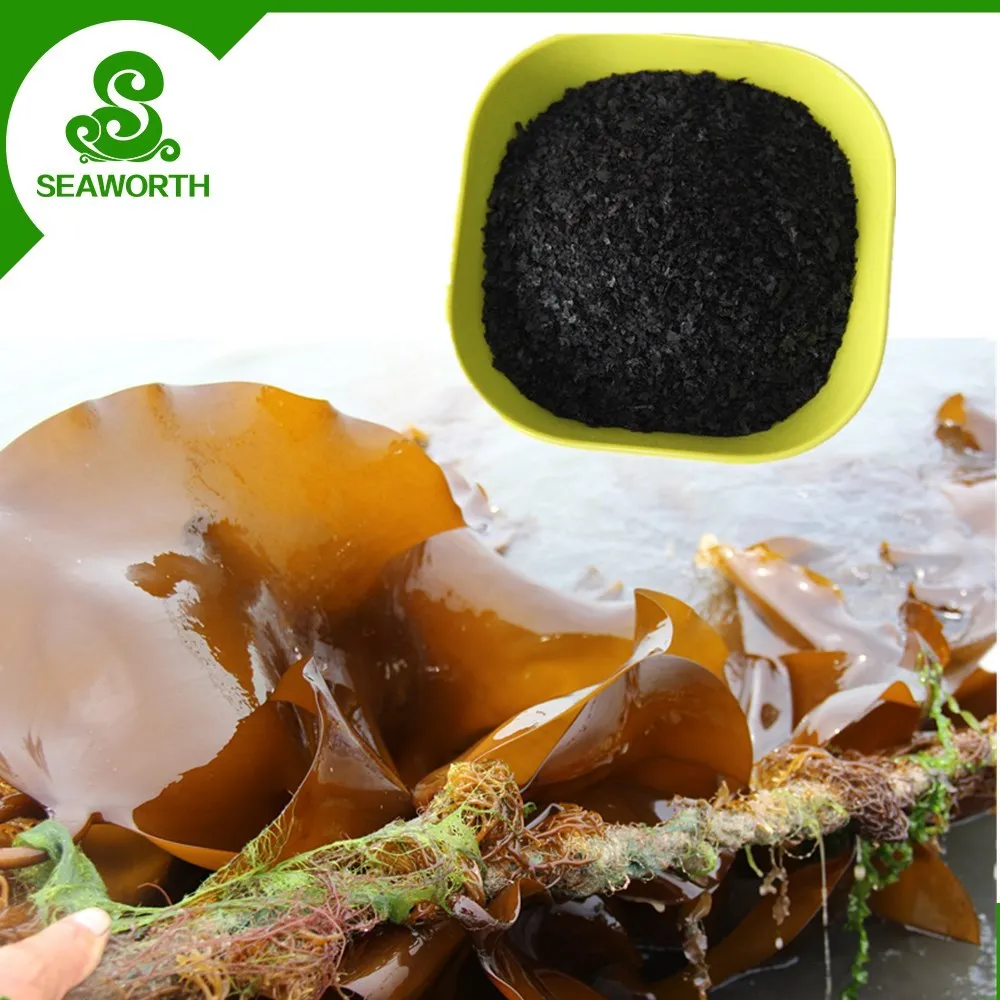 Hot Sell Dried Seaweed Buyer For Plant - Buy Dried Seaweed Buyer,Hot ...