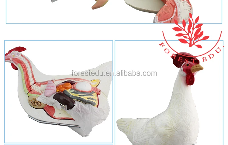 Animal Anatomical Models - Educational Medical Supplies