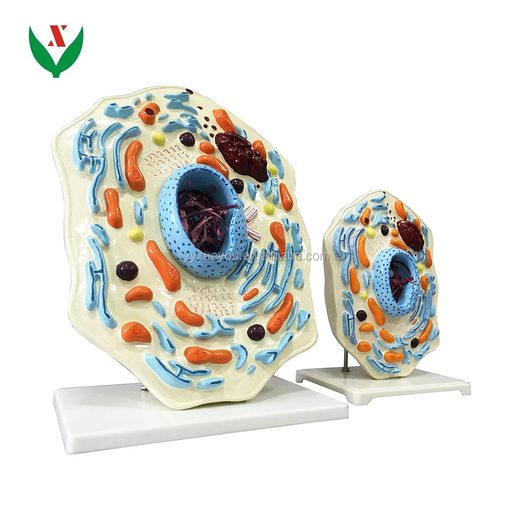 Animal Thin Chest Model Animal Cell Structure Microscopically Magnified ...