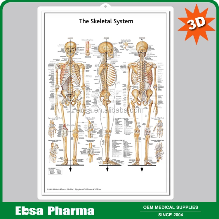 3D Medical Human Anatomy Wall Charts - the Skeletal System
