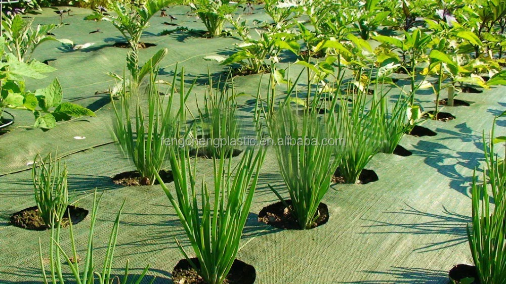 Agriculture Weed Control,Biodegradable Weed Barrier,Strawberry Plants ...