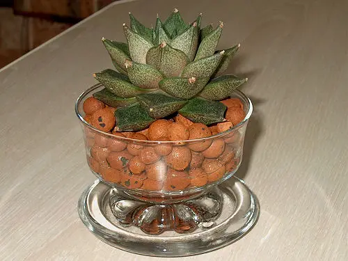 Bonsai Leca Growing Media/clay Beads - Buy Bonsai Leca Growing Media ...