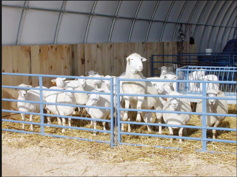 Design Prefab House Steel Structure Sheep Barn Shed - Buy Design Prefab ...