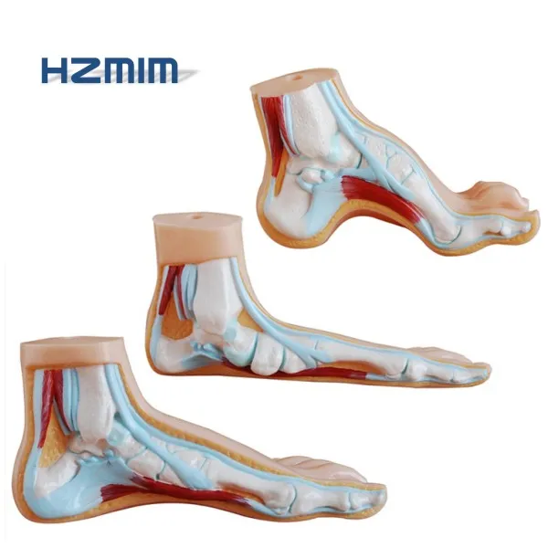 3 Parts Realistic Foot Model - HZMIM TM03 for Medical Teaching