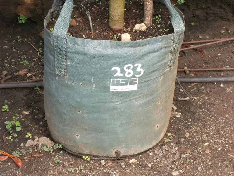 Wholesale Plastic Tree Bags - Durable Grow Bags for Plants