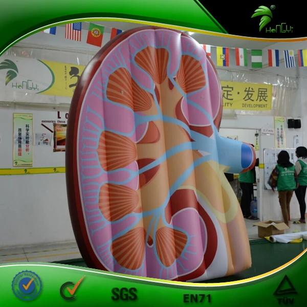 Inflatable Heart Liver Spleen Lung Kidney Balloons