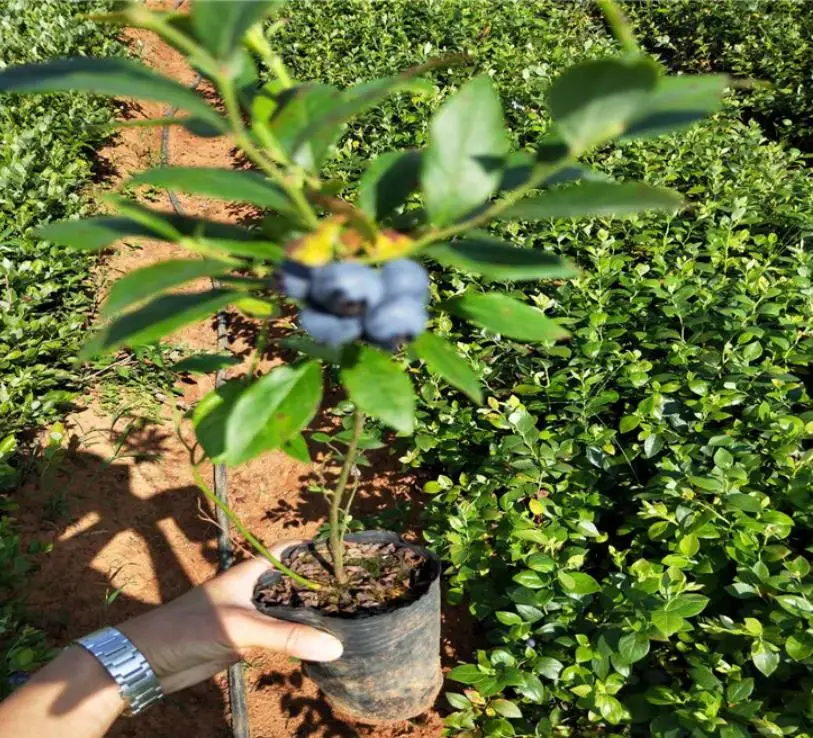 Non-gmo 3 Years Old Blueberry Young Plants For Planting - Buy Blueberry ...