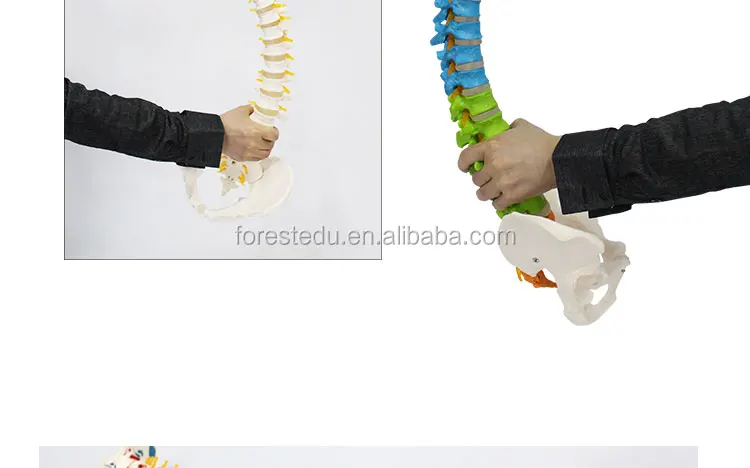 Human Skeleton Model - Flexible 3d Spine Anatomy For Education & Oem