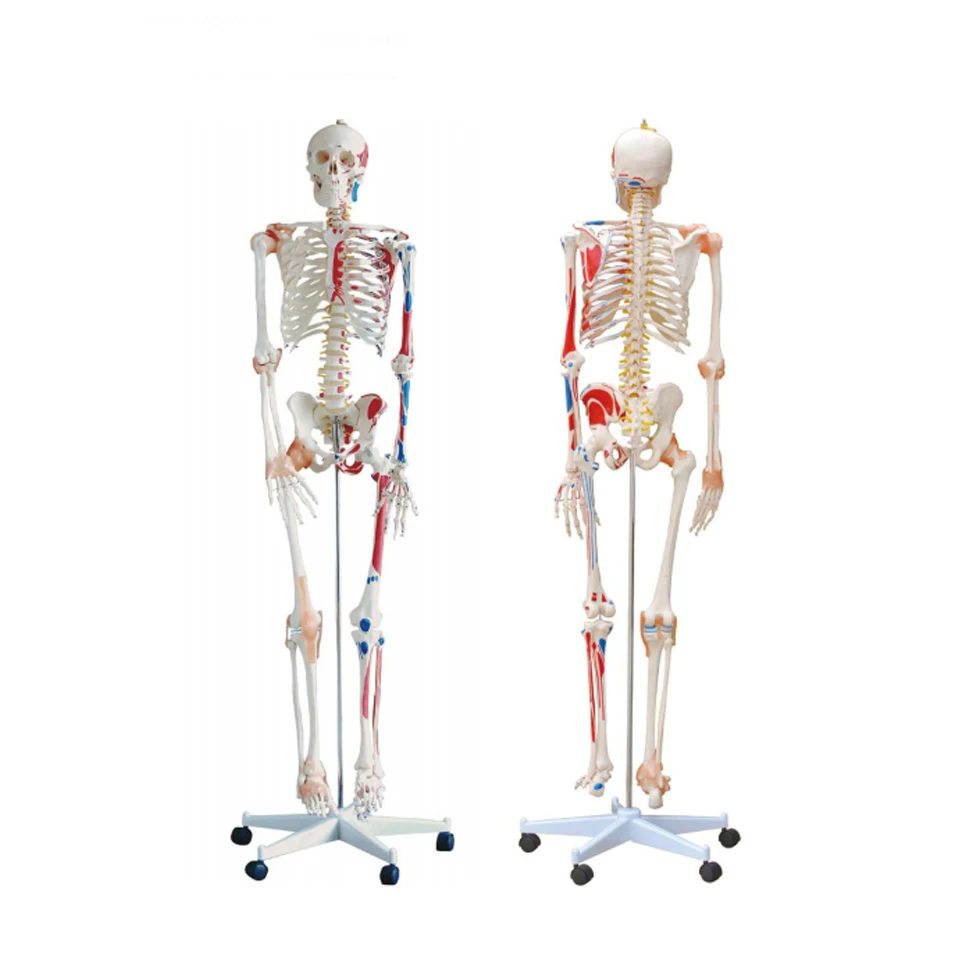Skeleton Model With Colored Muscle And Ligament Of 180cm,Skeleton ...