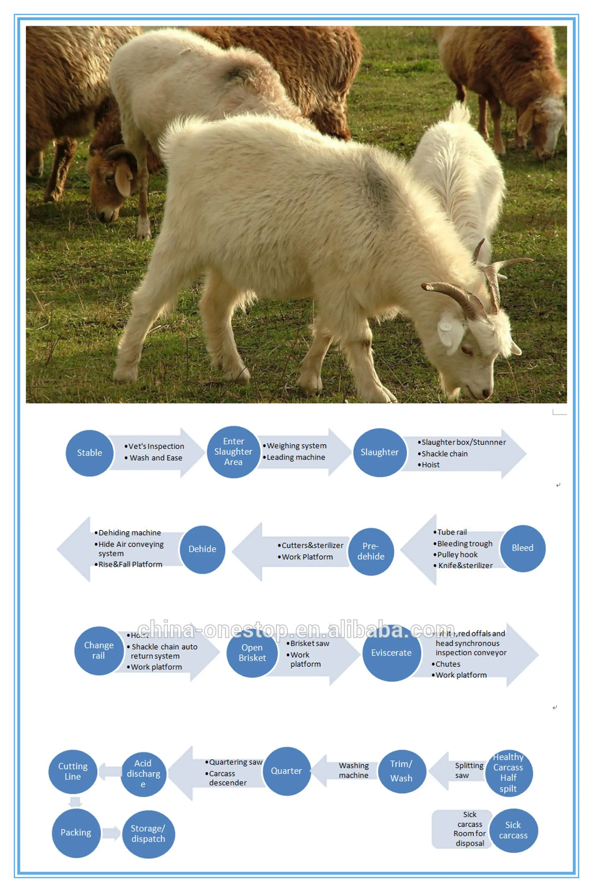 1000 Sheep Slaughtering Equipment - Efficient & Reliable
