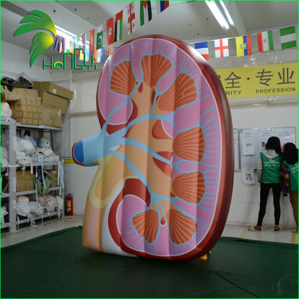 Custom Giant Air Heart Liver Lung Spleen Kidney Human Body Organ Model ...