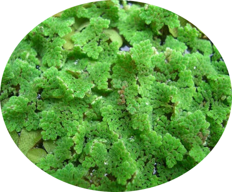 Top Quality Natural Azolla Extract Powder - Buy Top Quality Azolla ...