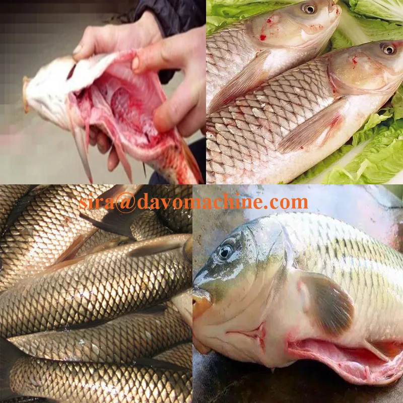 0.4-4kg Fish Processing Fish Scaling And Gutting Machine/ Fish ...