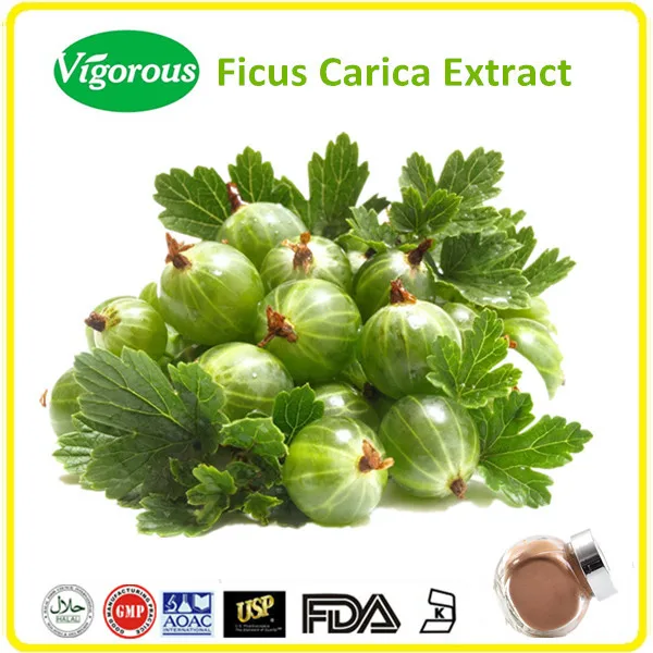 Gmo Free Fig Leaf Extract Powder/10:1 Fig Tea Extract /pure Natural ...