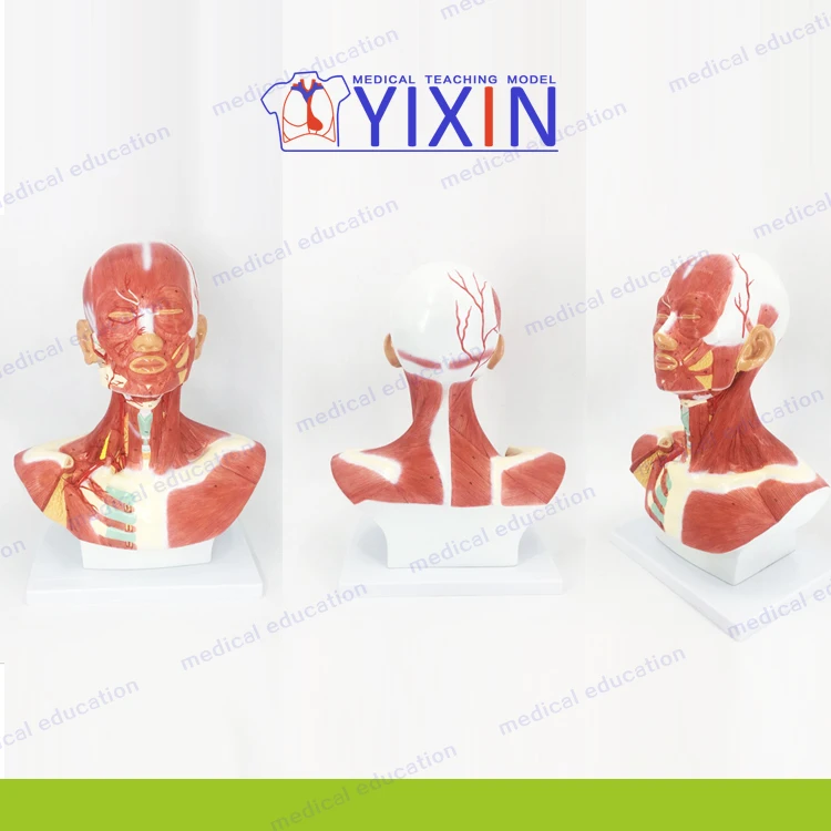 Human Head And Neck Musculature,Human Head With Neck - Buy Head And ...