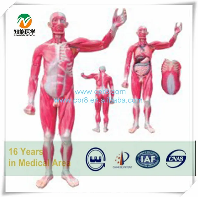 BIX-A1100 Human Body Muscle Dissection Model with Internal Organs