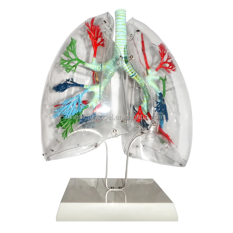 Human Respiratory System Model,Plastic Lungs Model,Medical Teaching ...