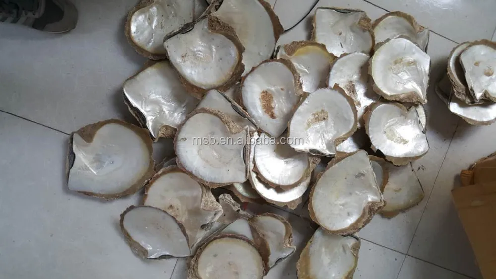 White Mop Shell Raw: Affordable Factory Prices from Jiujiang Meisha ...