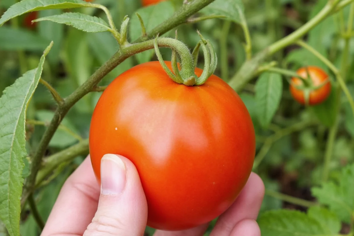 How to Grow Tomato Plants from a Tomato