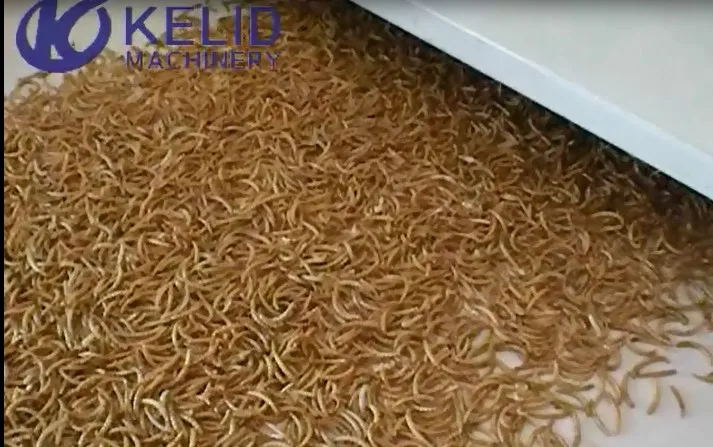 Microwave Grasshopper Locust Drying Machine - High Efficiency