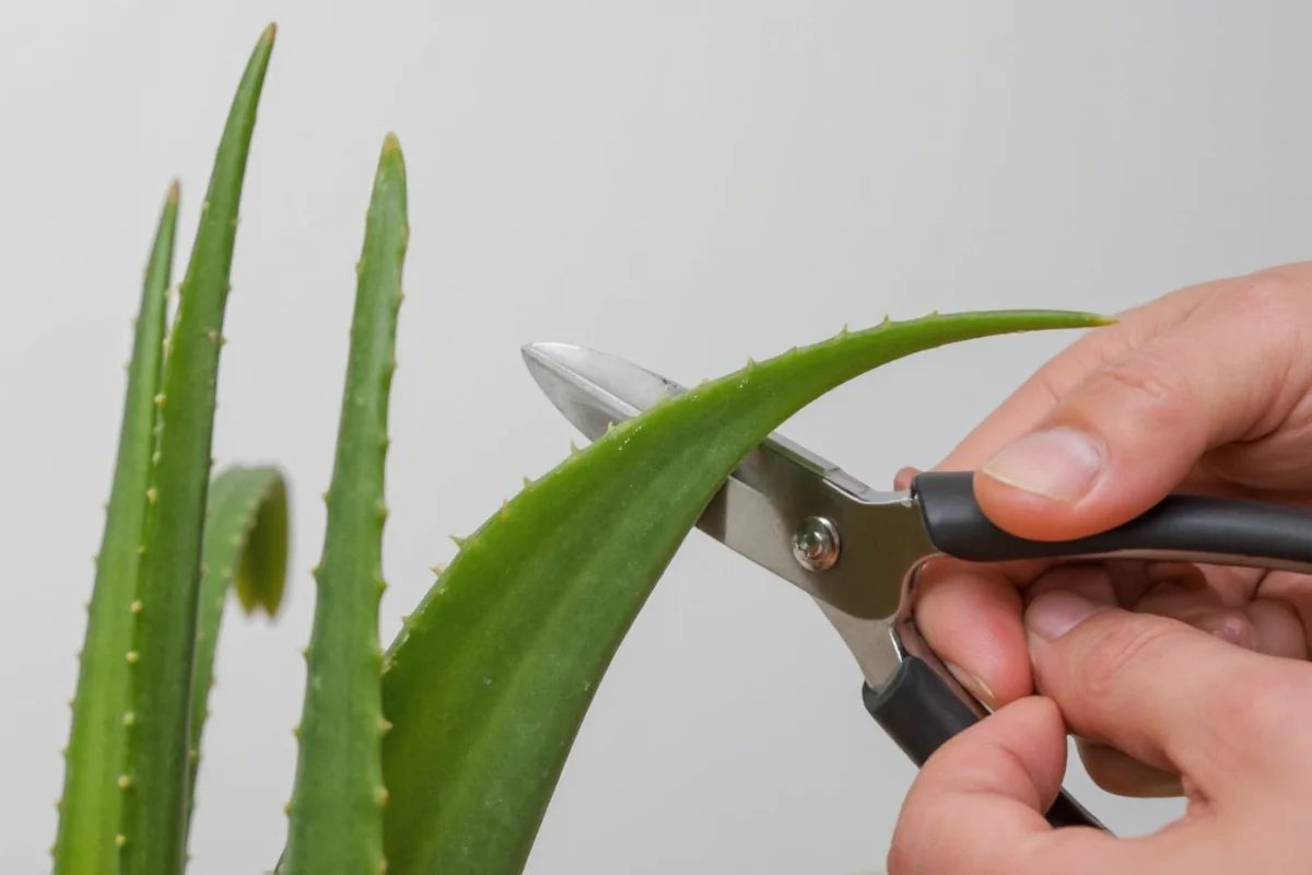 How to Cut Aloe Vera Plant Safely and Effectively