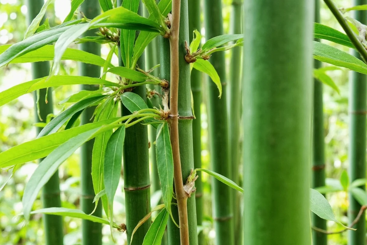 Is Bamboo a Tree or a Plant? The Truth Revealed