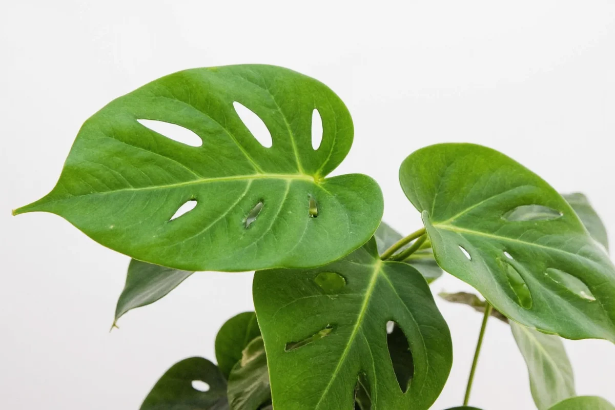 What Is a Monstera Plant? Complete Guide