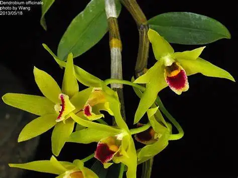 Super Chinese Herb Shi Hu Dendrobium Candidum Extract - Buy Dendrobium ...