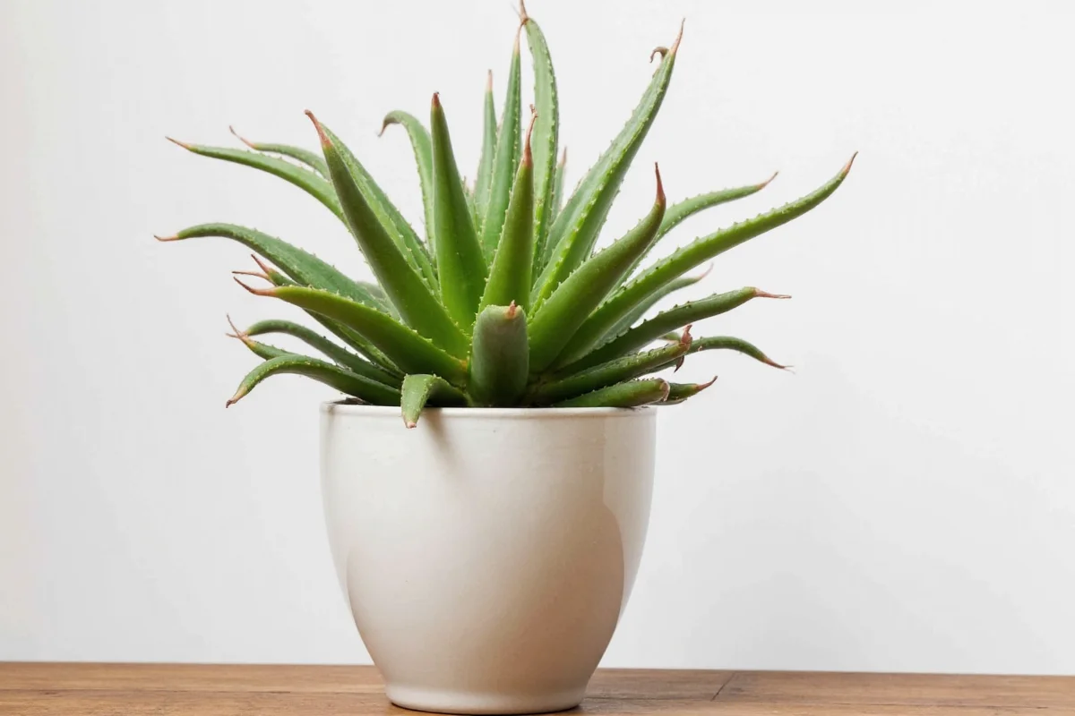 How to Care for Aloe Vera Indoor Plant