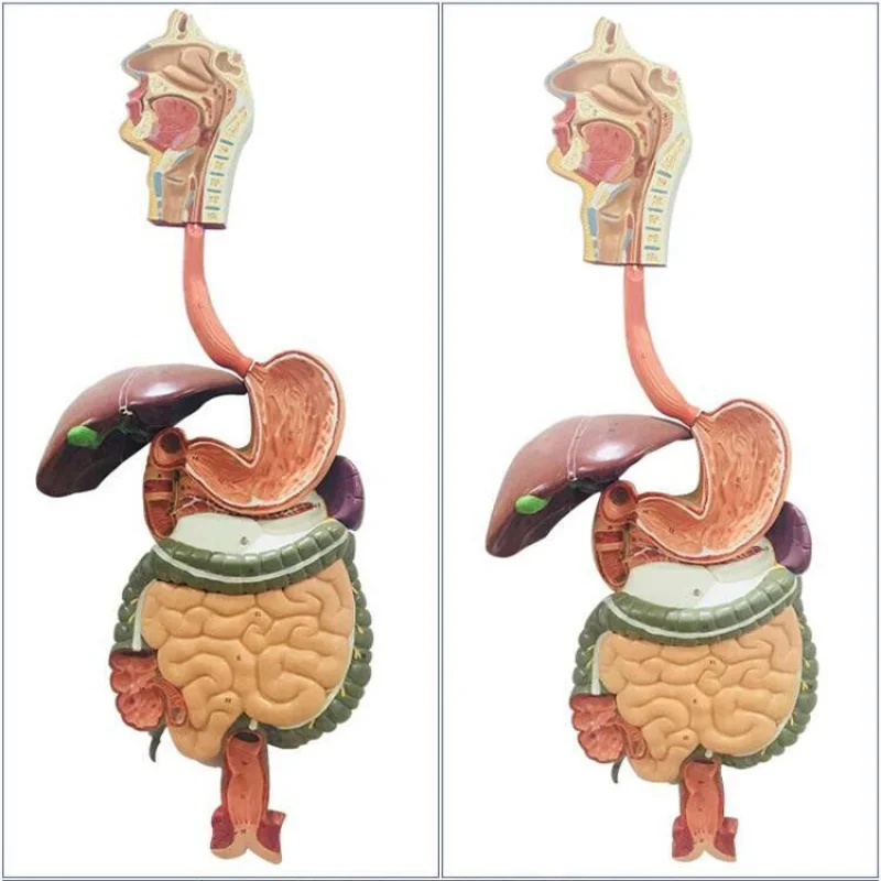 Human Pvc Simulation Anatomy Digestive System Model On Medical Science ...