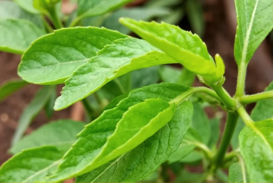 Pepper Plant Leaves Curling: Causes and Solutions
