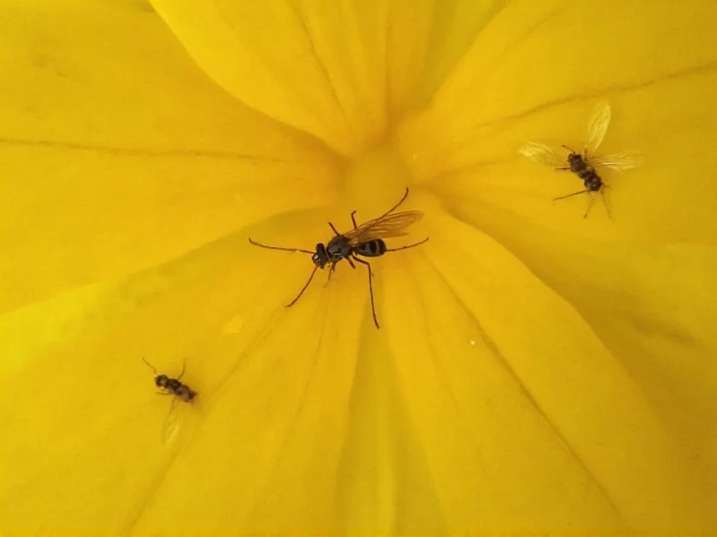 Natural Gnat Control: Eliminate Plant Pests in 14 Days