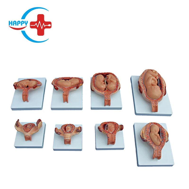 HC-S344 Obstetrics Model - Fetus Growth Demonstration
