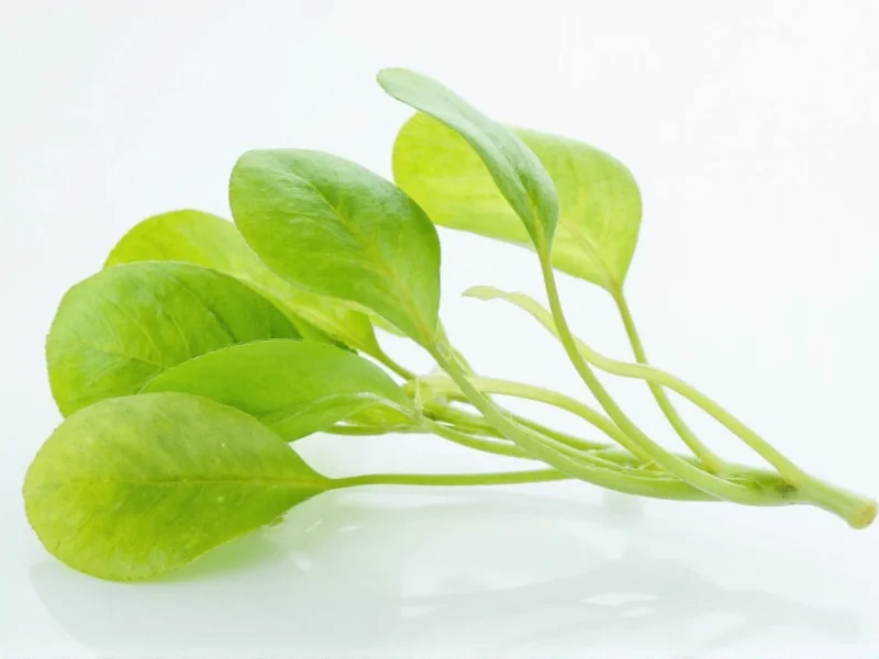 How to Plant Pothos Cuttings: Complete Step-by-Step Guide