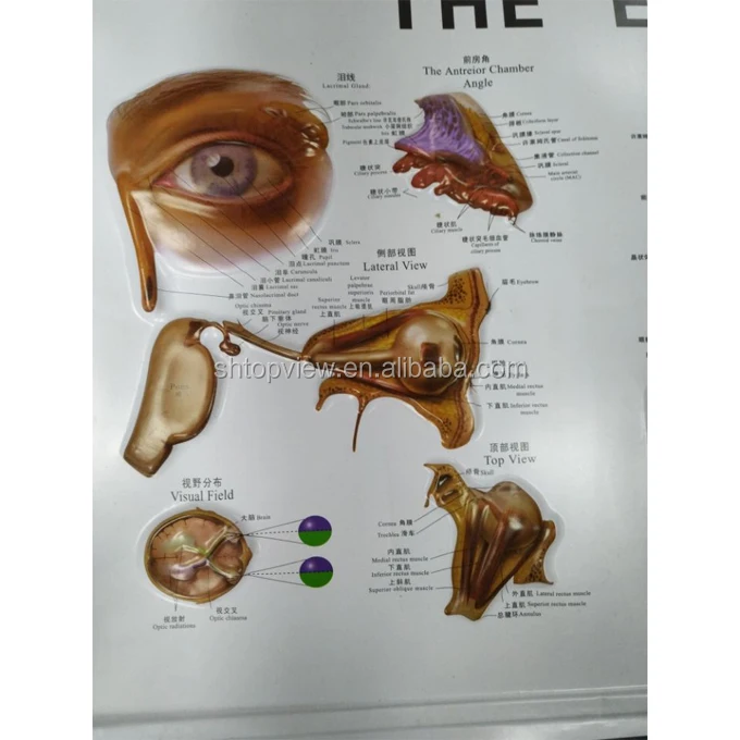 Ophthalmic 3D Eye Anatomy Model YQ0605 - Anterior & Posterior Chambers ...