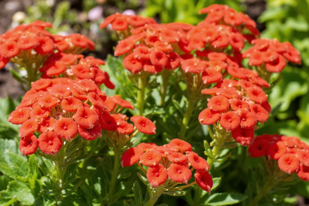 Can I Plant Kalanchoe Outside? Climate Guide & Tips