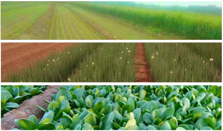 Agricultural Used Sowing Tool - Vegetable Seed Planter