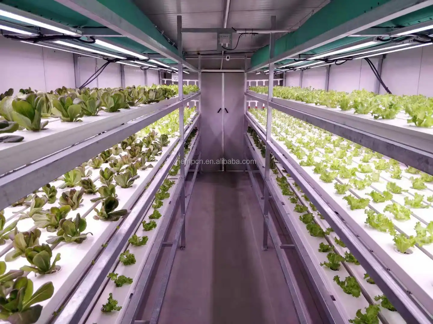Hydroponic Farming Shipping Container System - Vertical NFT System for ...