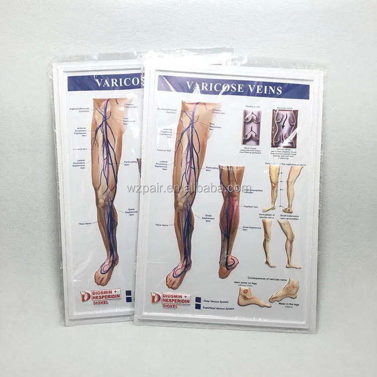 3D Embossed Medical Wall Chart for Hospital Education