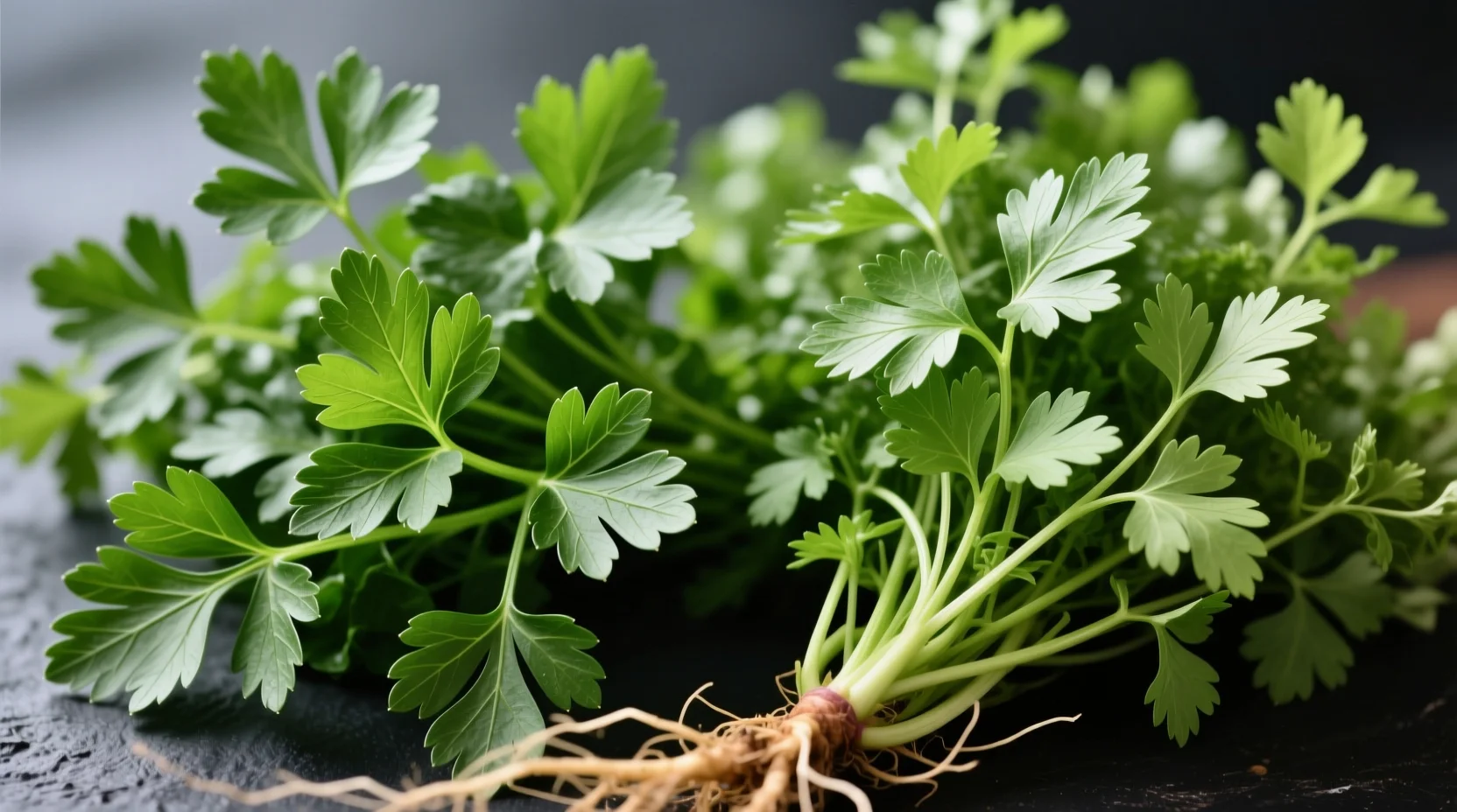 Prezzemolo Italiano vs Cilantro: Differenze Essenziali
