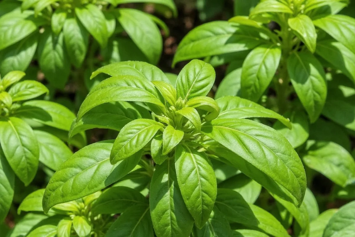 How Much Sun Does Basil Need? (Ideal Hours Revealed)