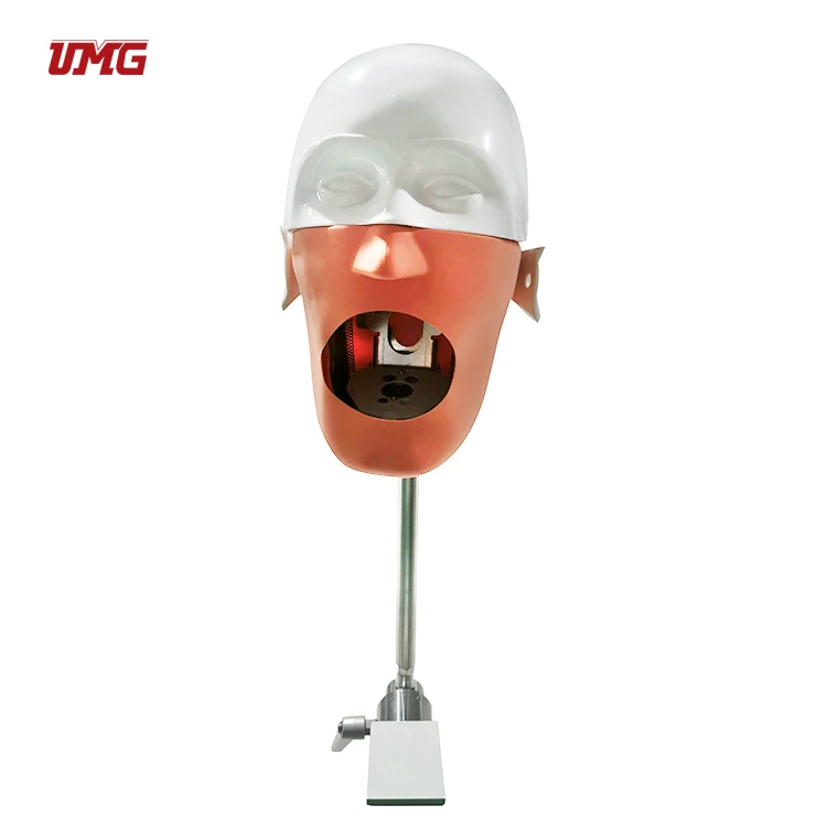 Best Training Method Dental Phantom Head - UMG Manikin